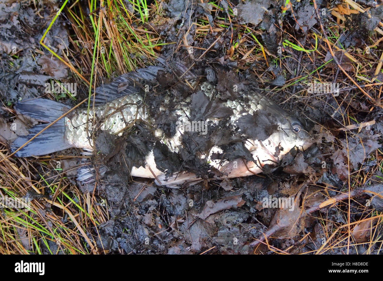 poor environment, a large dead fish lying on shore Stock Photo - Alamy