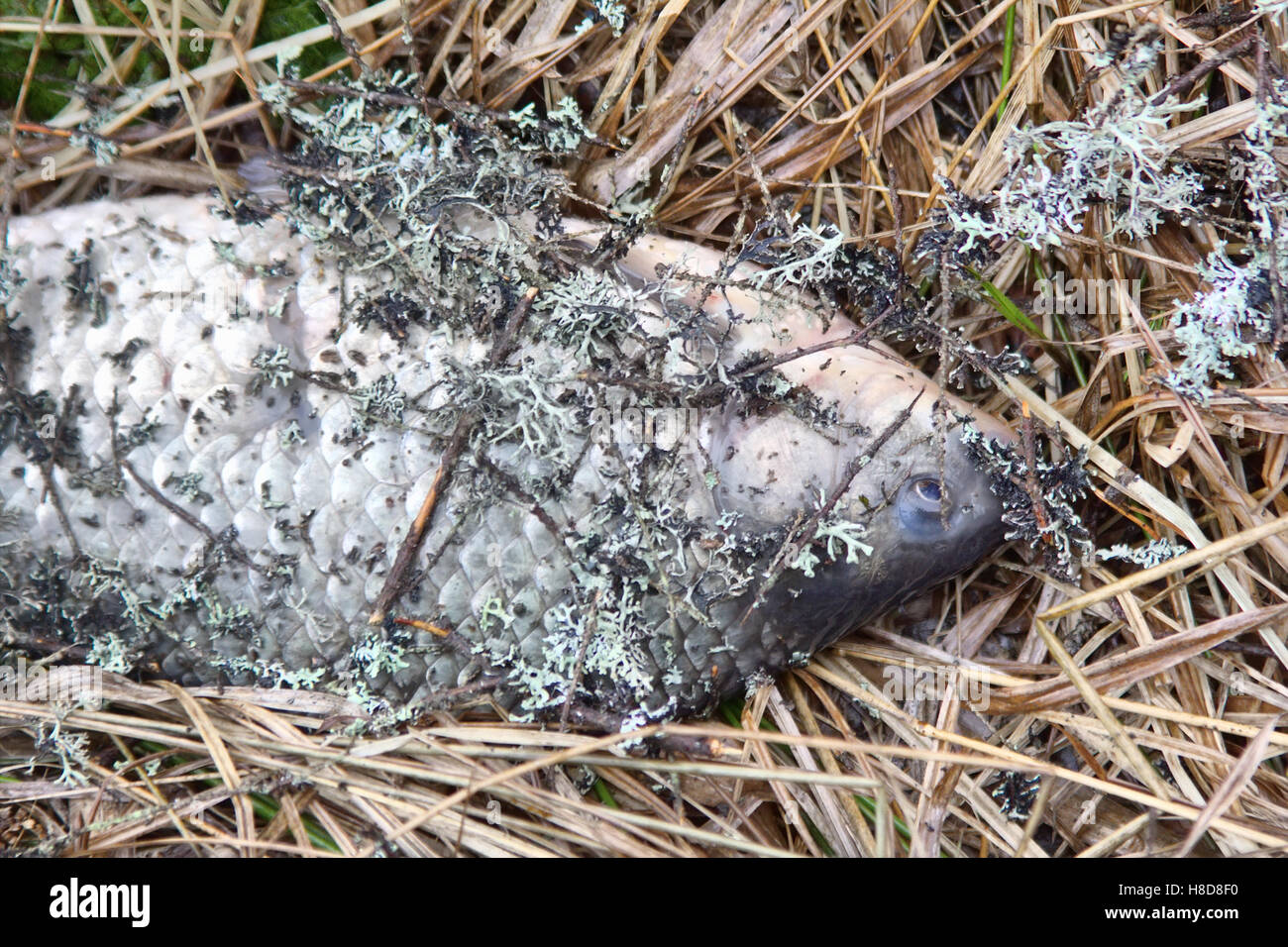 poor environment, a large dead fish lying on shore Stock Photo - Alamy
