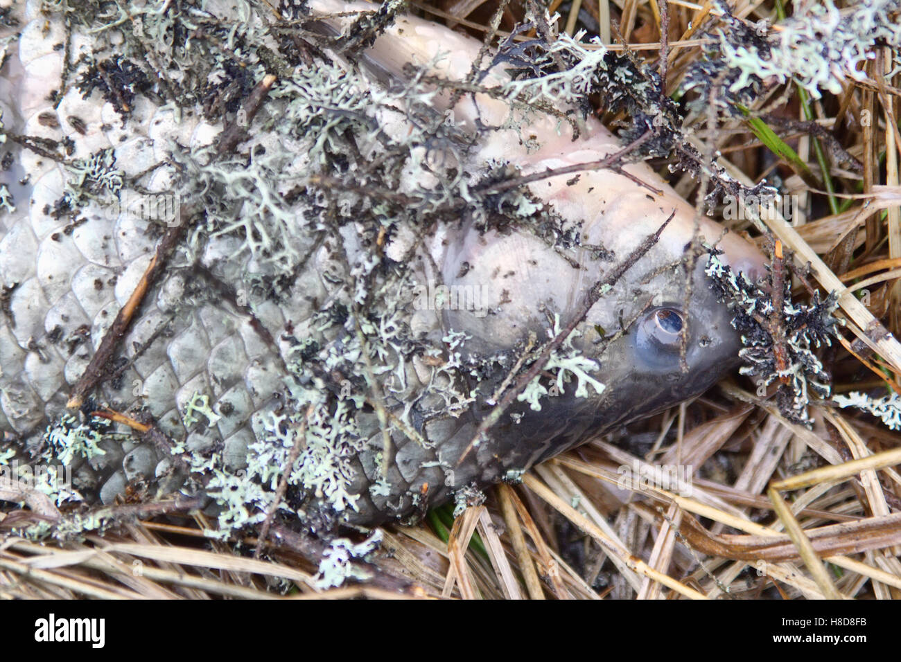 poor environment, a large dead fish lying on shore Stock Photo - Alamy