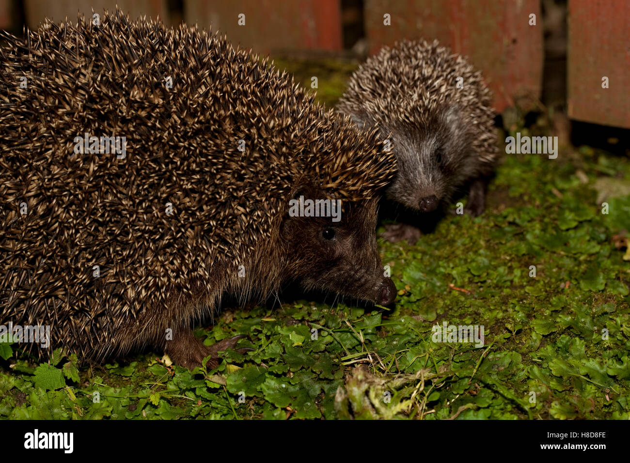 hedgehog female and young sit in garden Stock Photo - Alamy