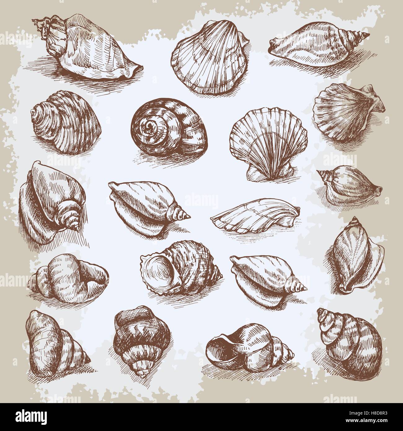 Seashells big set hand drawn vector graphic vintage etching sketch ...