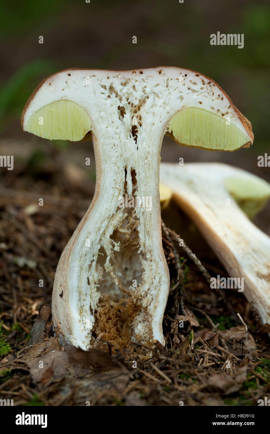 long section mushroom (Boletus edulis Bull) in forest Stock Photo - Alamy