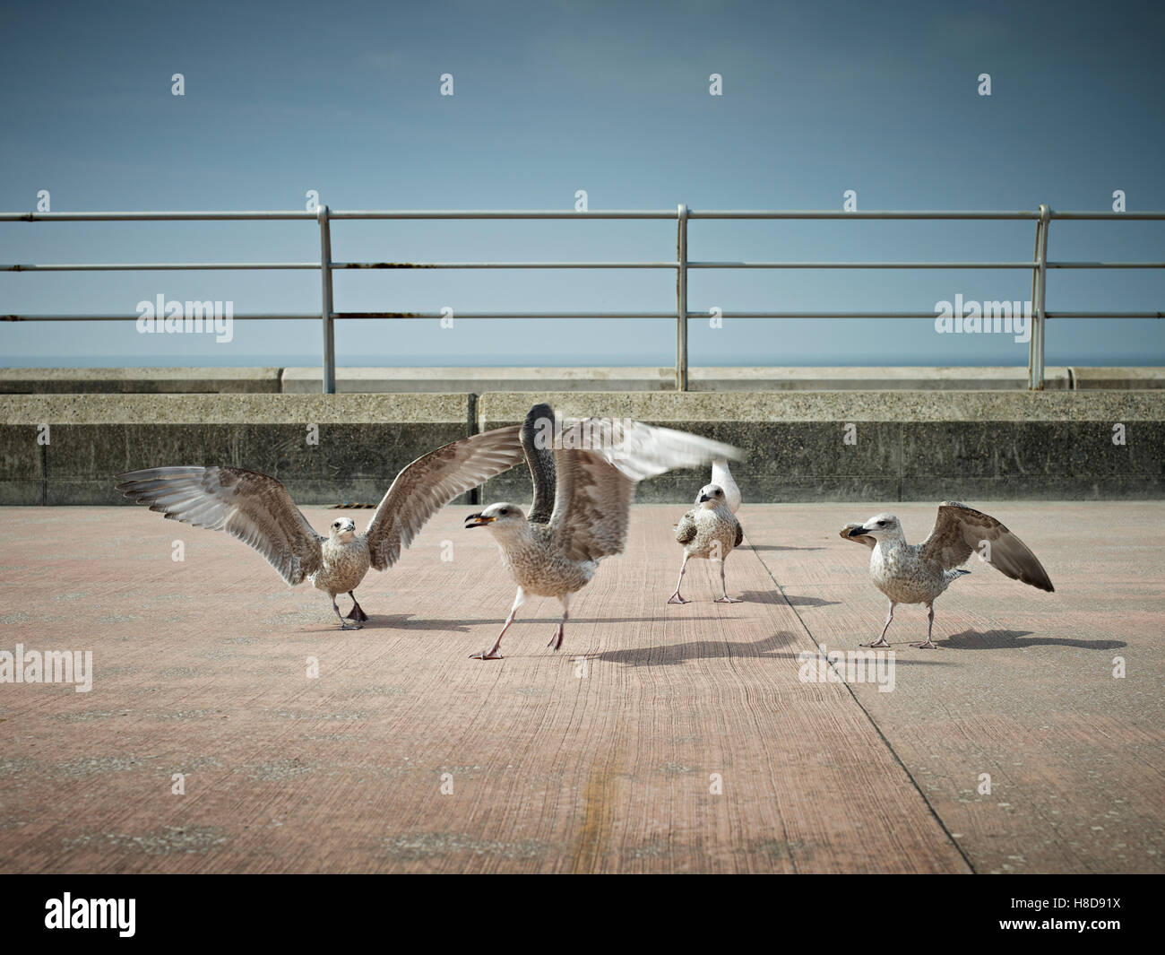 pleasure prom picture of seagulls arguing on the promenade in Blackpool ...