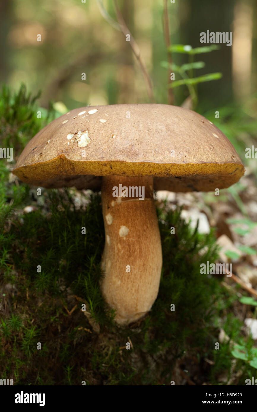 gigantic edible mushroom (Boletus edulis Bull) on forest margin Stock ...