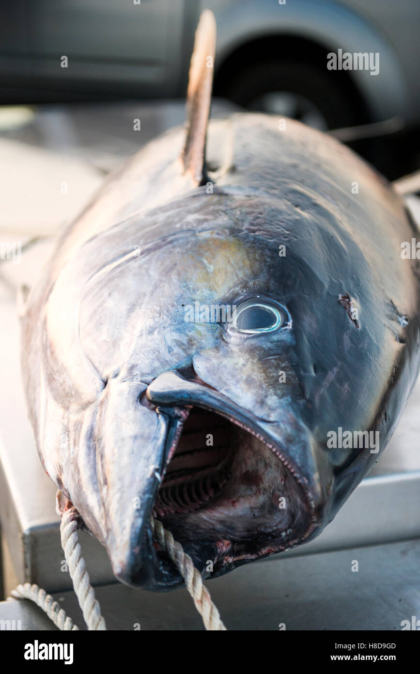 Spearfishing tuna hi-res stock photography and images - Alamy