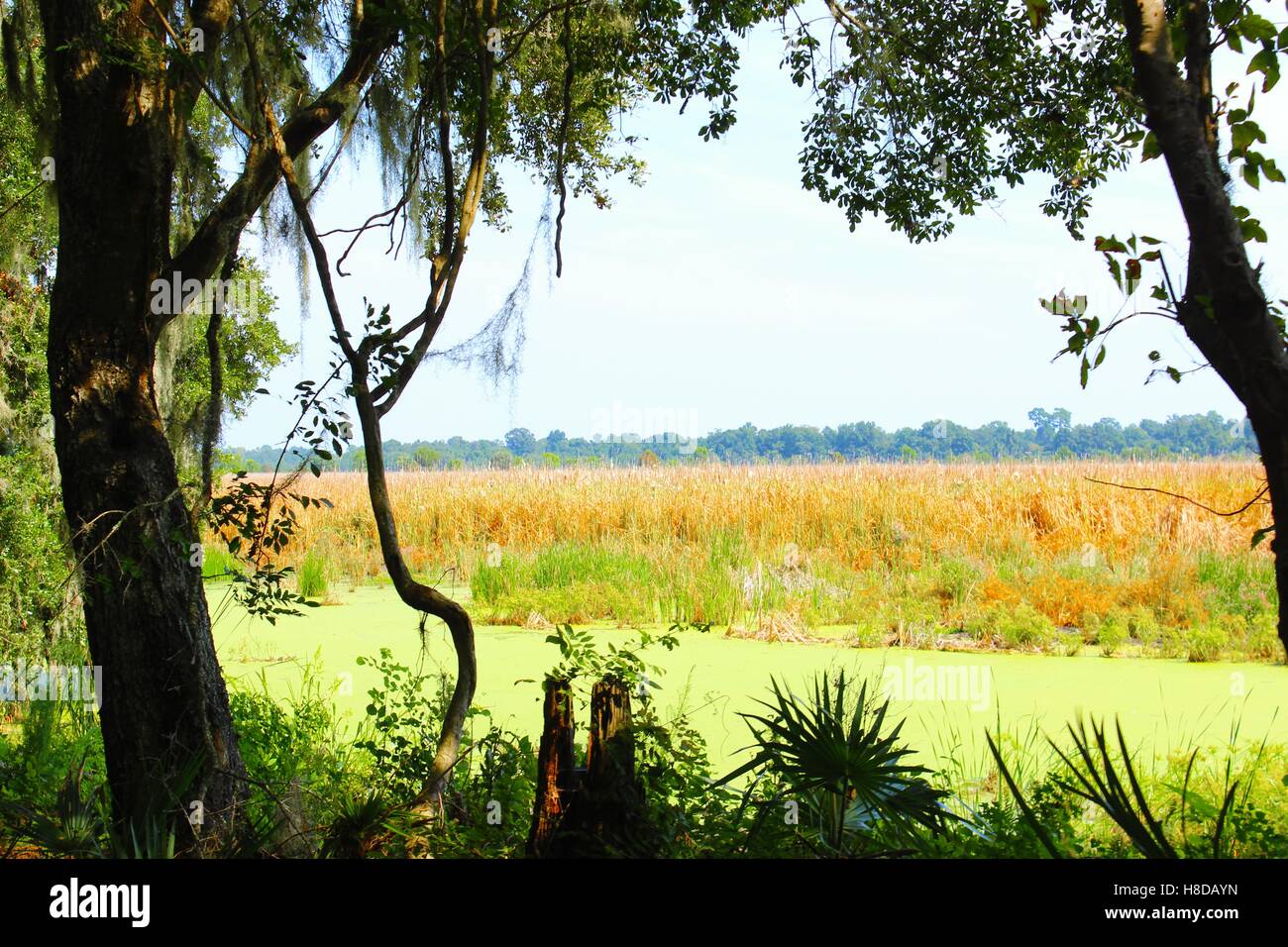 Swamp Landscape, Charleston, SC Stock Photo - Alamy