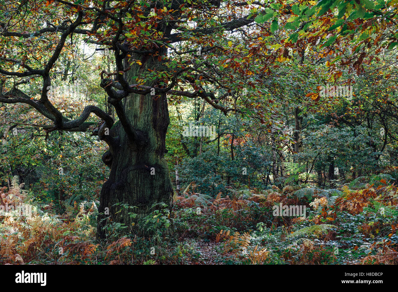 Ancient oaks hi-res stock photography and images - Alamy