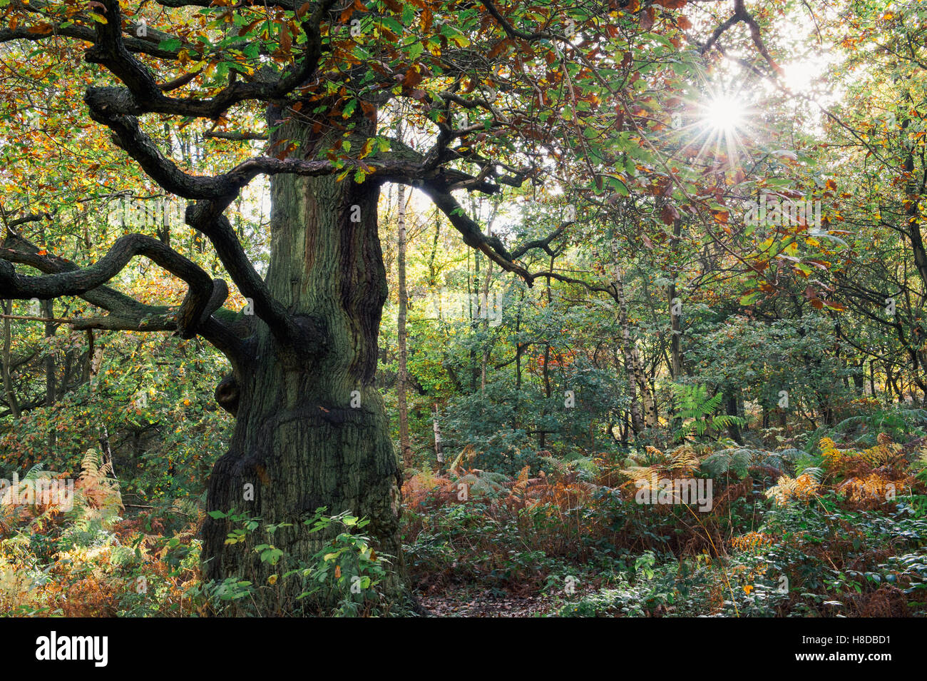 Sherwood forest hi-res stock photography and images - Alamy