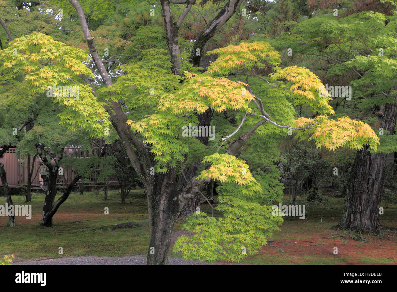 Japanese maple momiji hi-res stock photography and images - Alamy