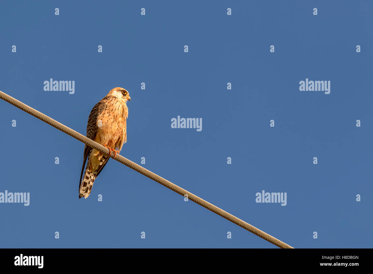 Kestrel and wire hi-res stock photography and images - Alamy
