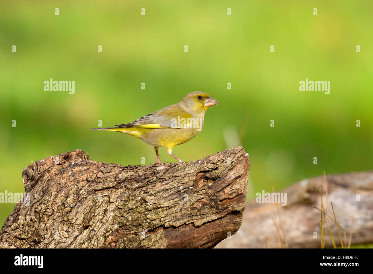 male greenfinch with seeds on tree trunk outdoors Stock Photo - Alamy