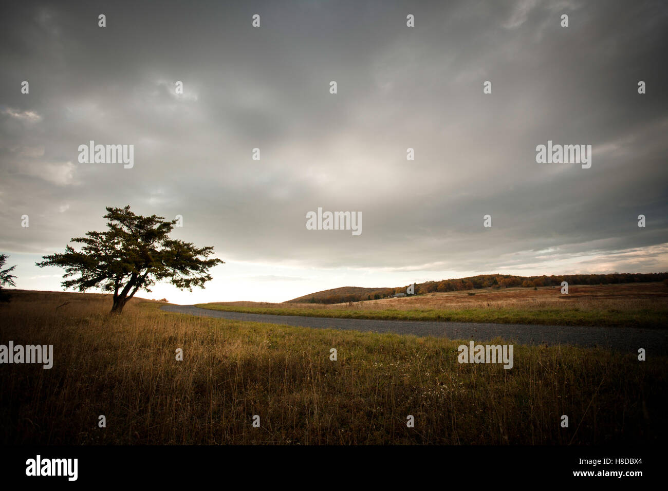 Tree edge meadow in hi-res stock photography and images - Alamy