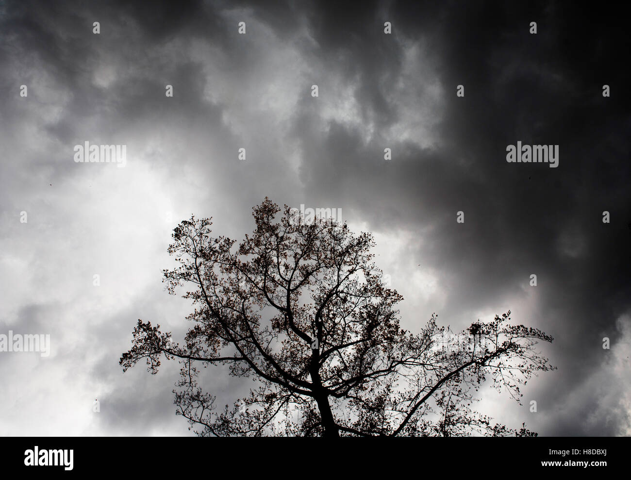 Ominous Clouds behind Tree Silhouette Stock Photo - Alamy