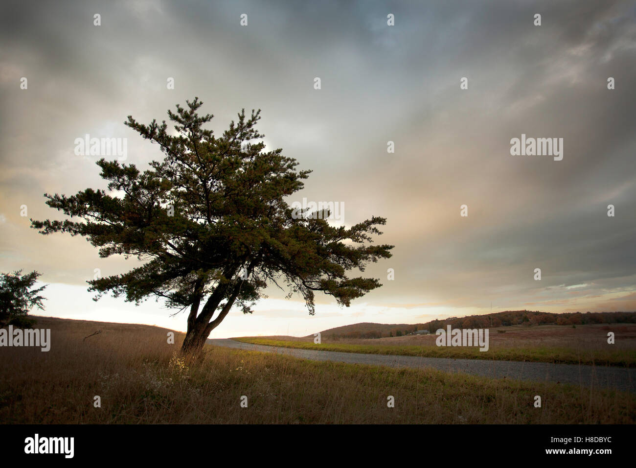 Lone Tree at Edge of Mountain Meadow Stock Photo - Alamy