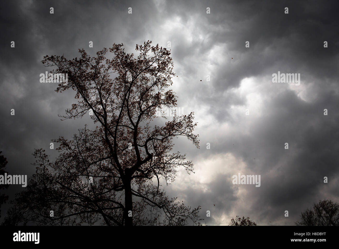 Ominous Clouds behind Tree Silhouette Stock Photo - Alamy