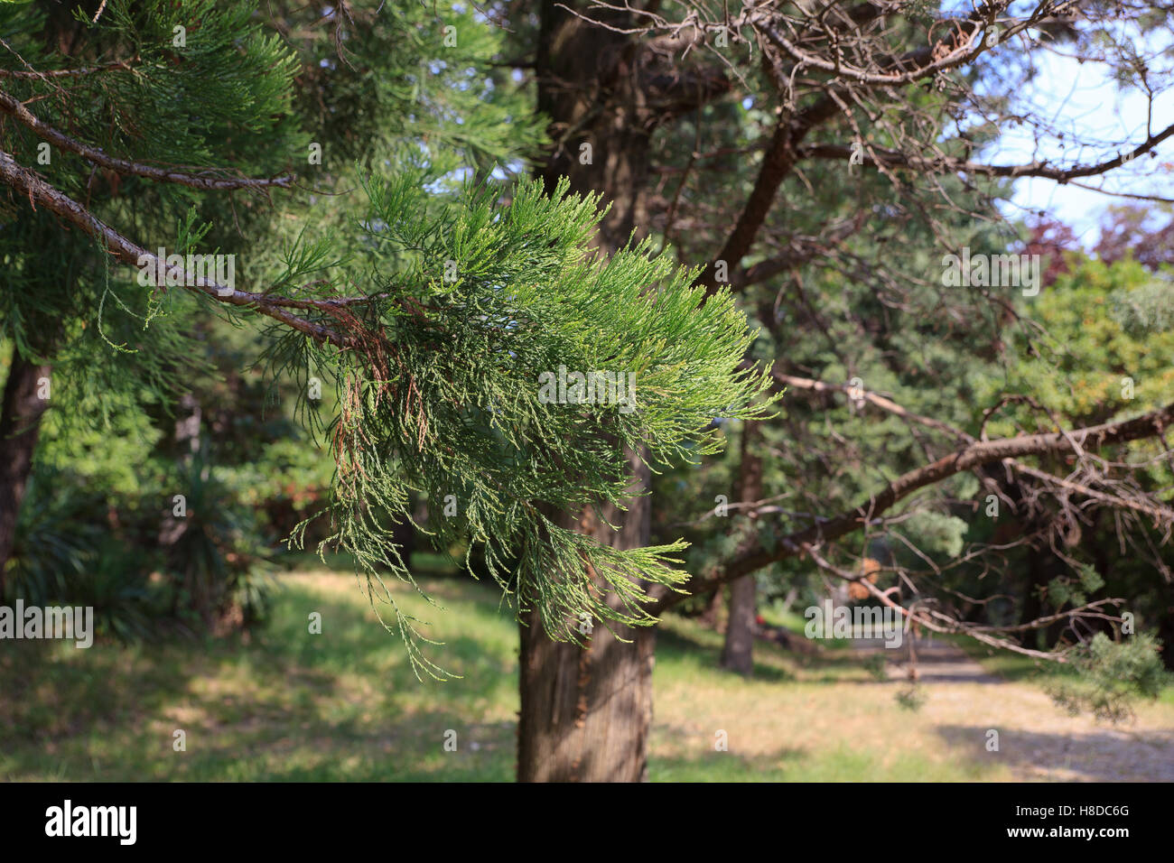 Branches of giant sequoia, Sequoia sempervirens commonly called coast ...