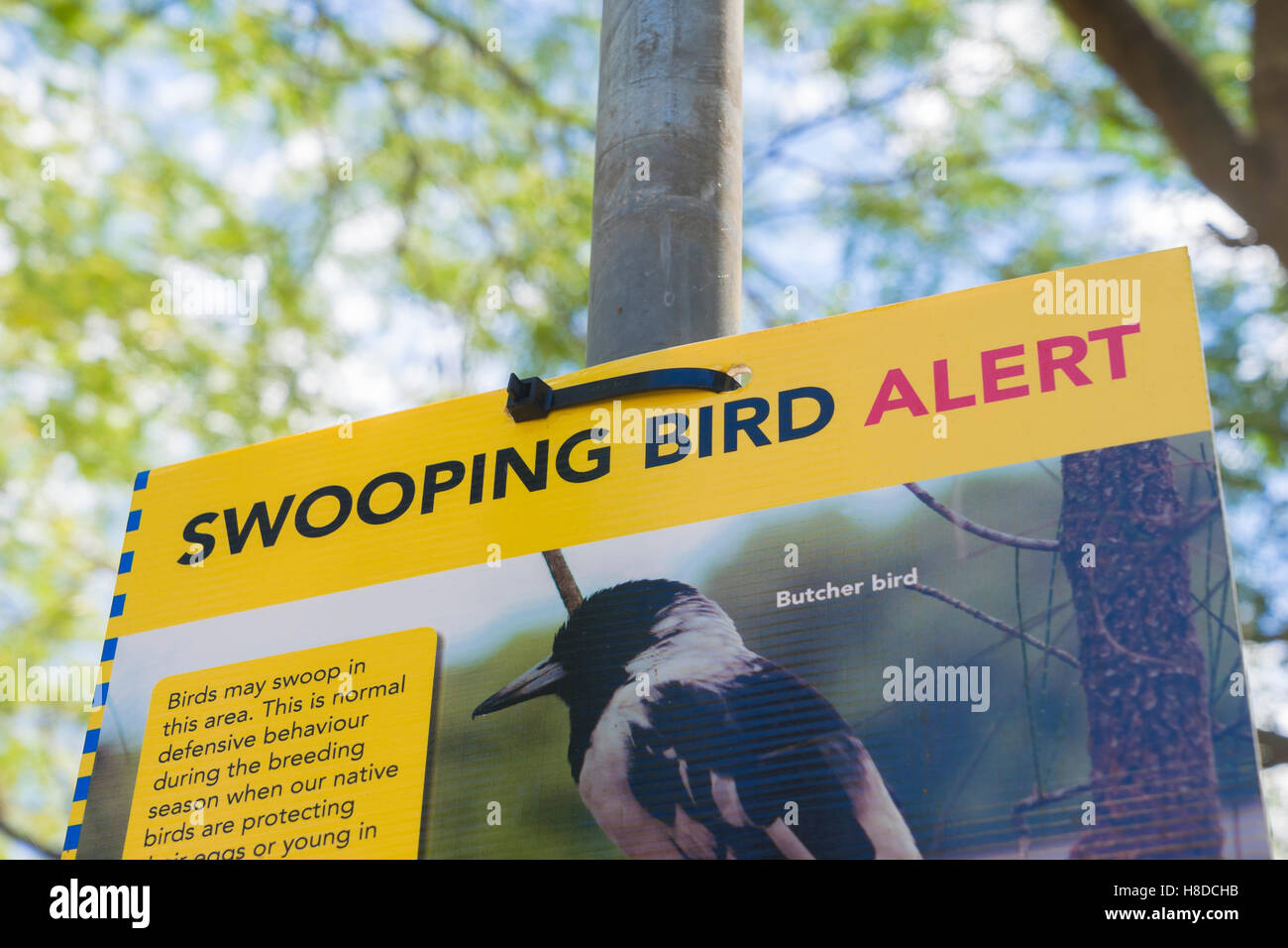 Bird swooping warning sign Stock Photo - Alamy