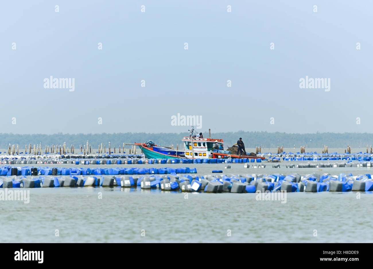 Oyster farming in farm hi-res stock photography and images - Alamy