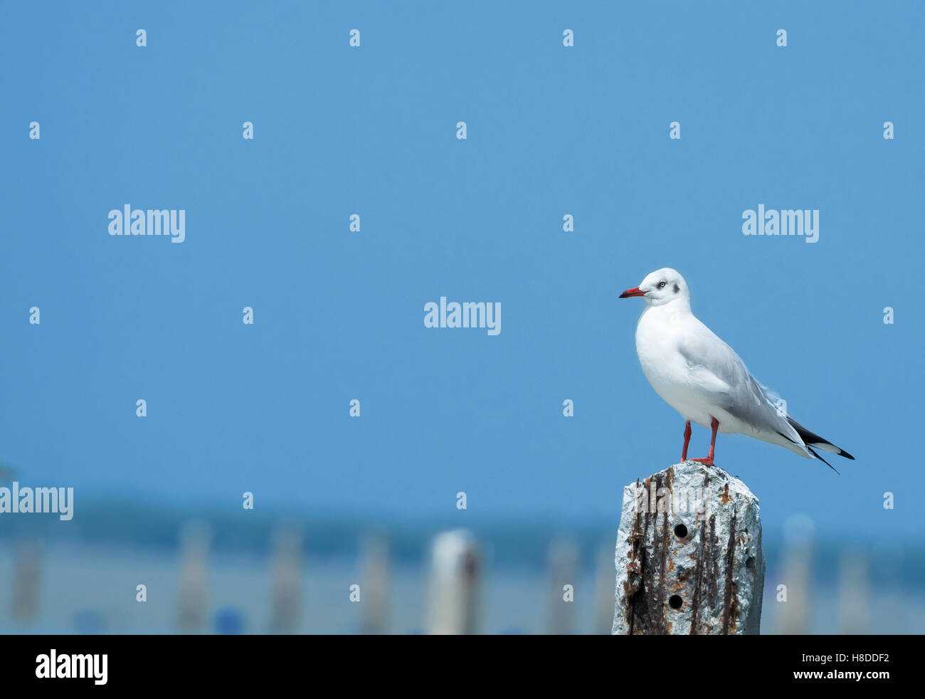Common wildlife hi-res stock photography and images - Alamy