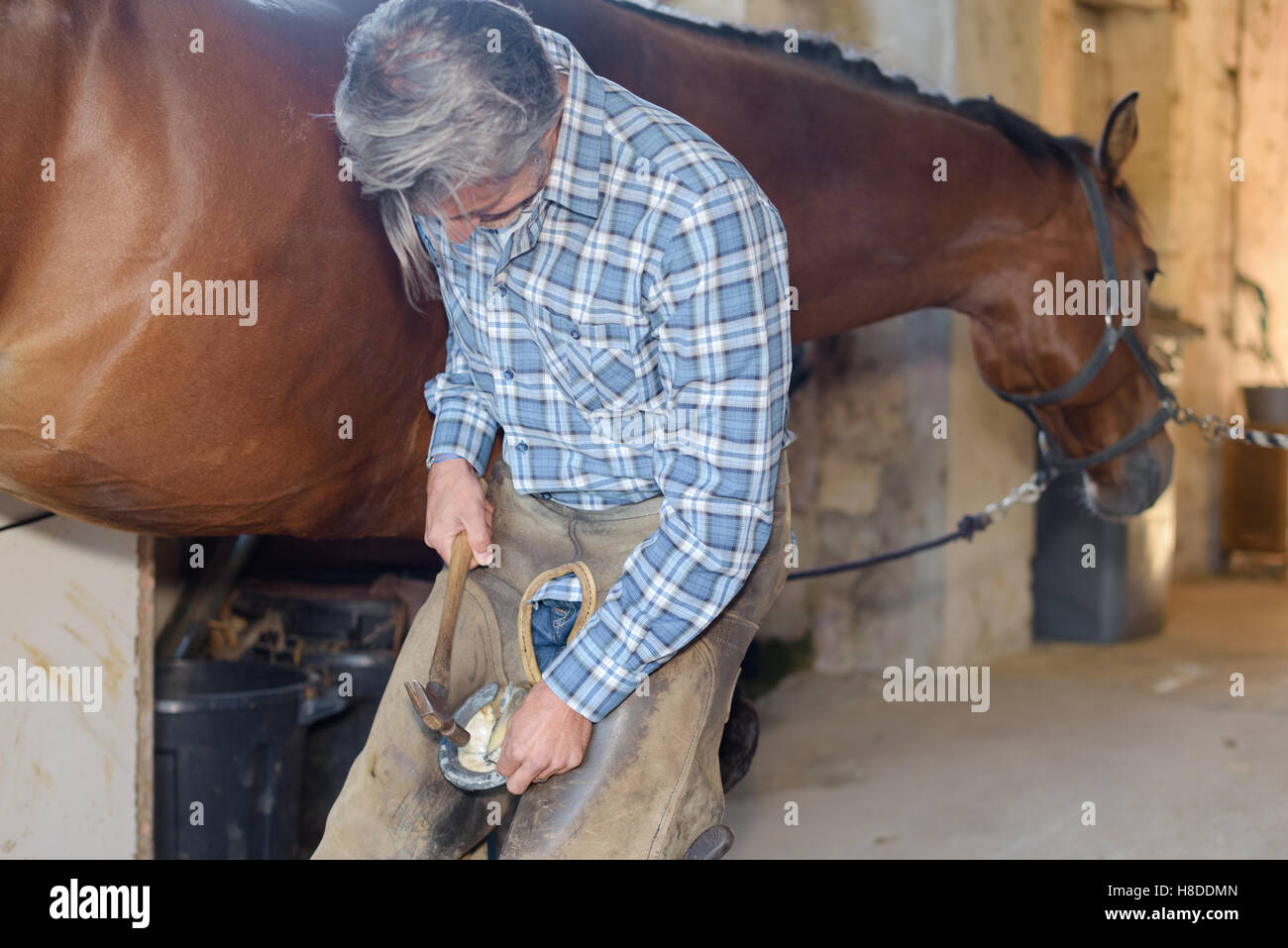 Farrier shoeing horse Stock Photo - Alamy