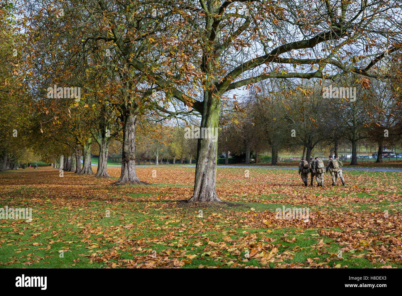 Windsor, UK. 10th November, 2016. Horse chestnut and London plane trees ...