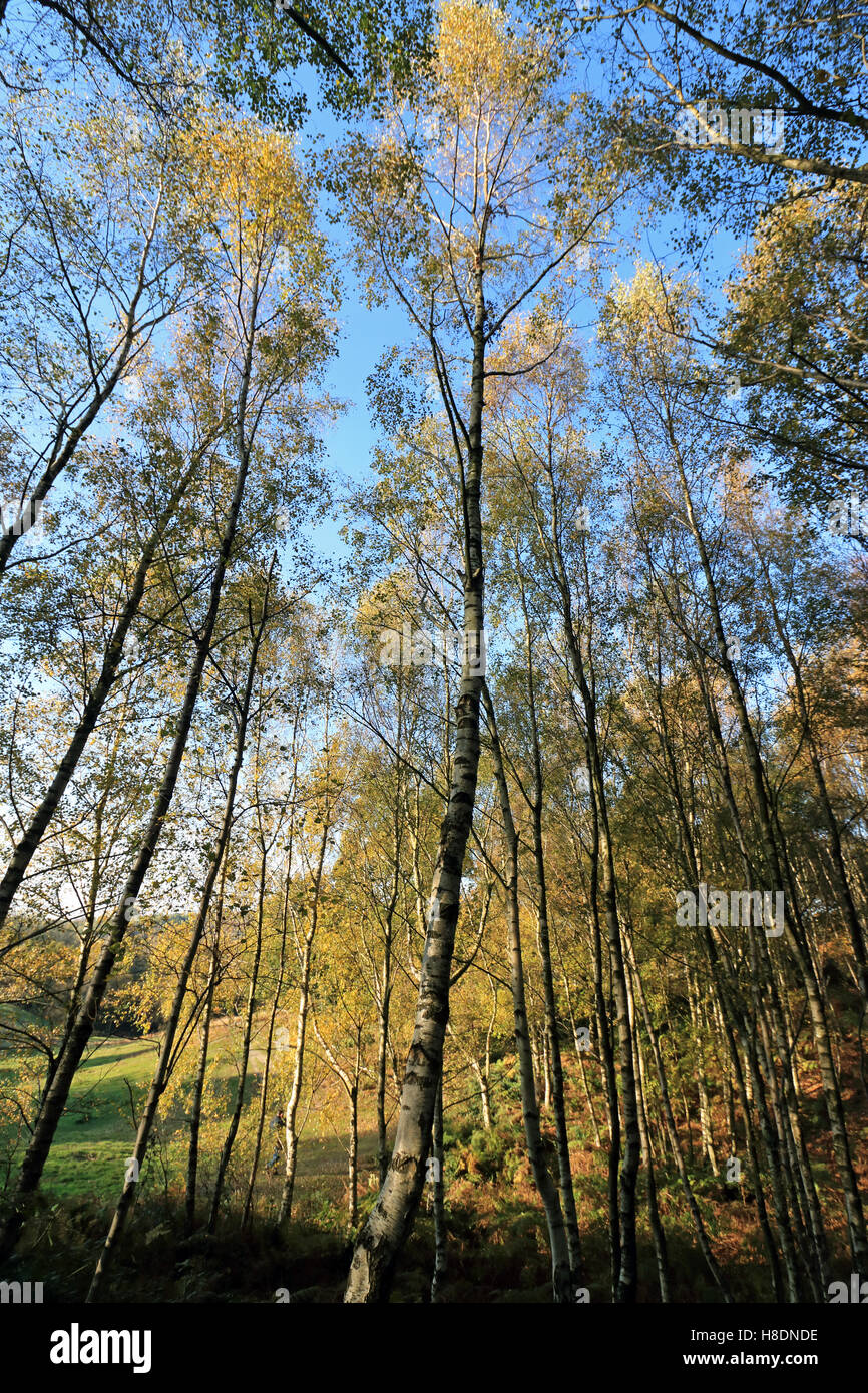 Headley Heath, Surrey, England, UK 11th November 2016. Autumnal silver ...