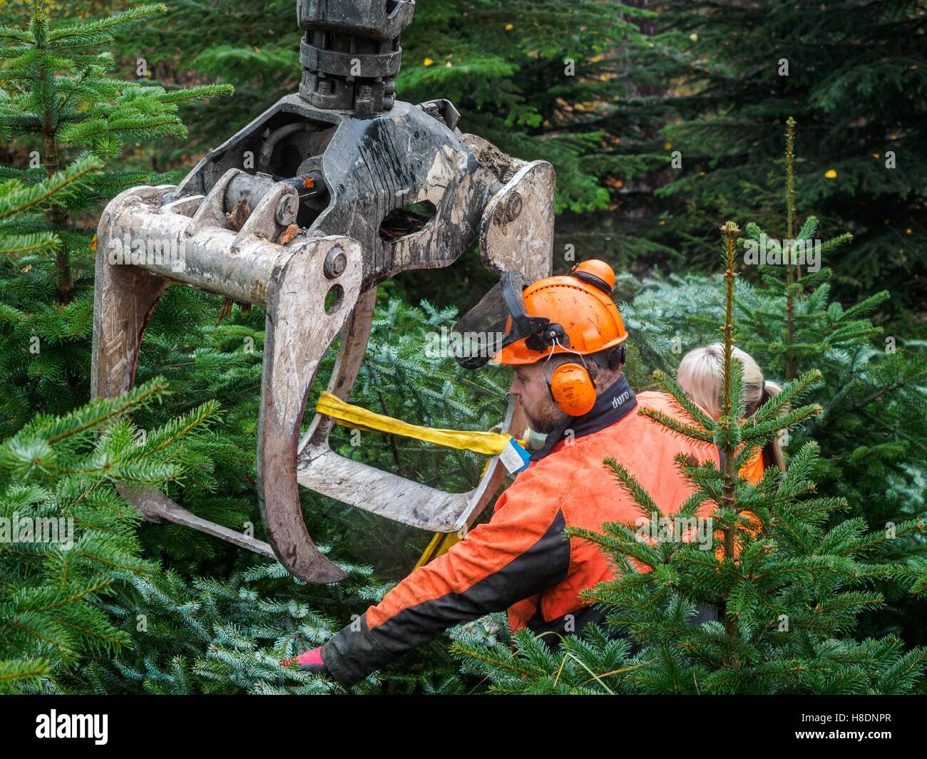 Coburg, Germnay. 11th Nov, 2016. Forester Christoph Schiesser fixes a ...