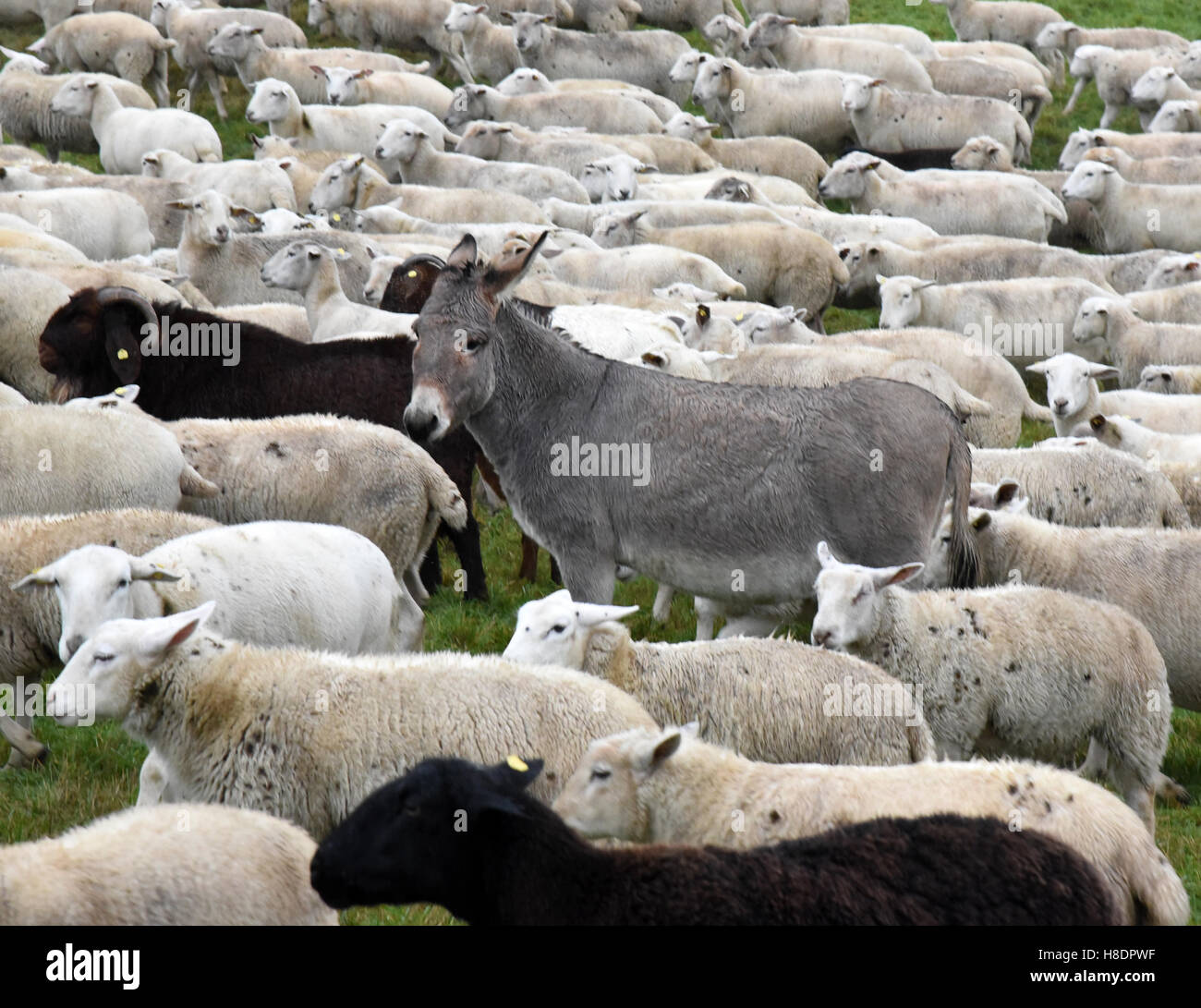 Oschatz, Germany. 5th Nov, 2016. Donkey Elsa stands amidst a flock of ...