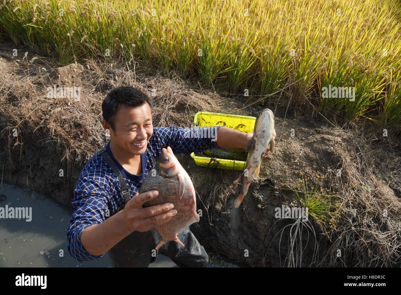 Making a paddy field hi-res stock photography and images - Alamy