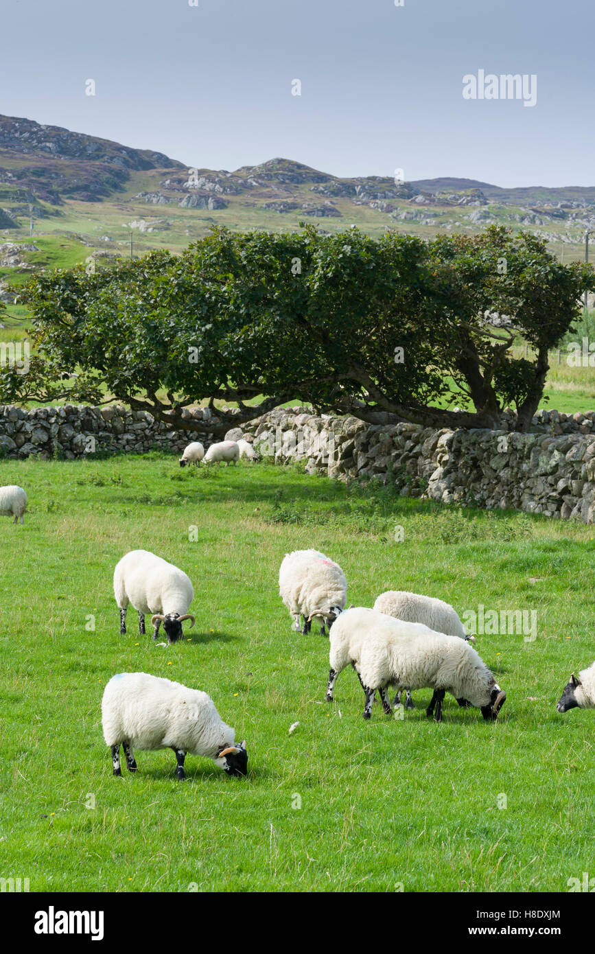 Sheep in field village hi-res stock photography and images - Alamy