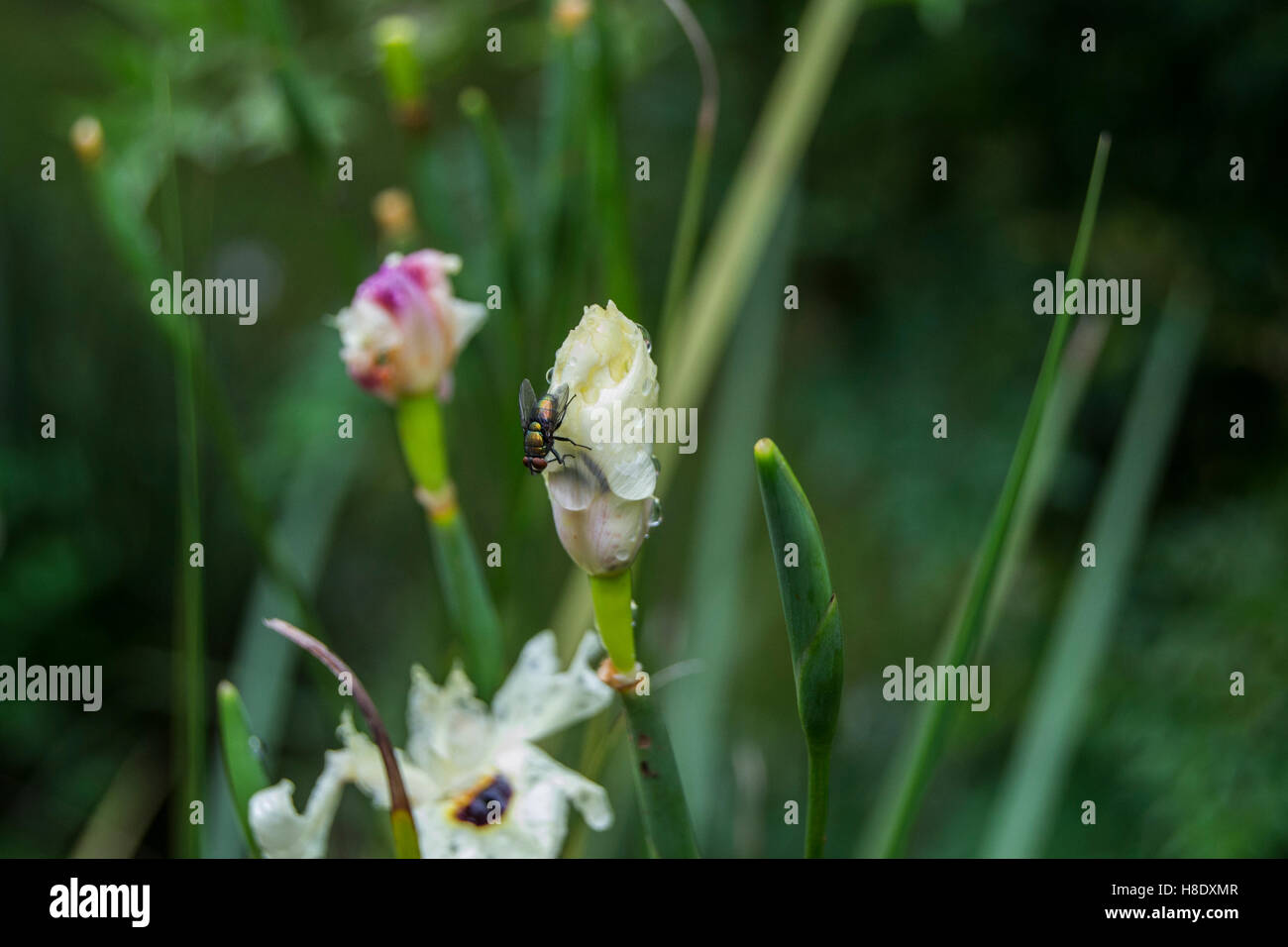 Even the most unappealing creatures have a sense of beauty Stock Photo ...
