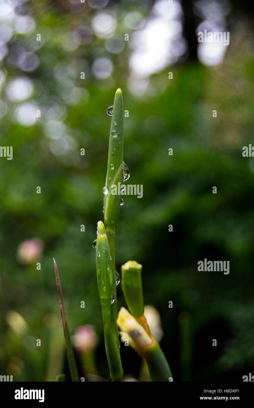 Natures simplicity, yet so beautiful Stock Photo - Alamy