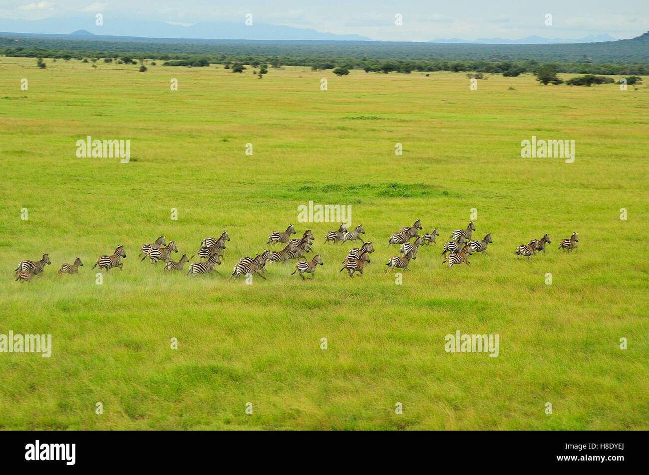 Zebra herd aerial view hi-res stock photography and images - Alamy