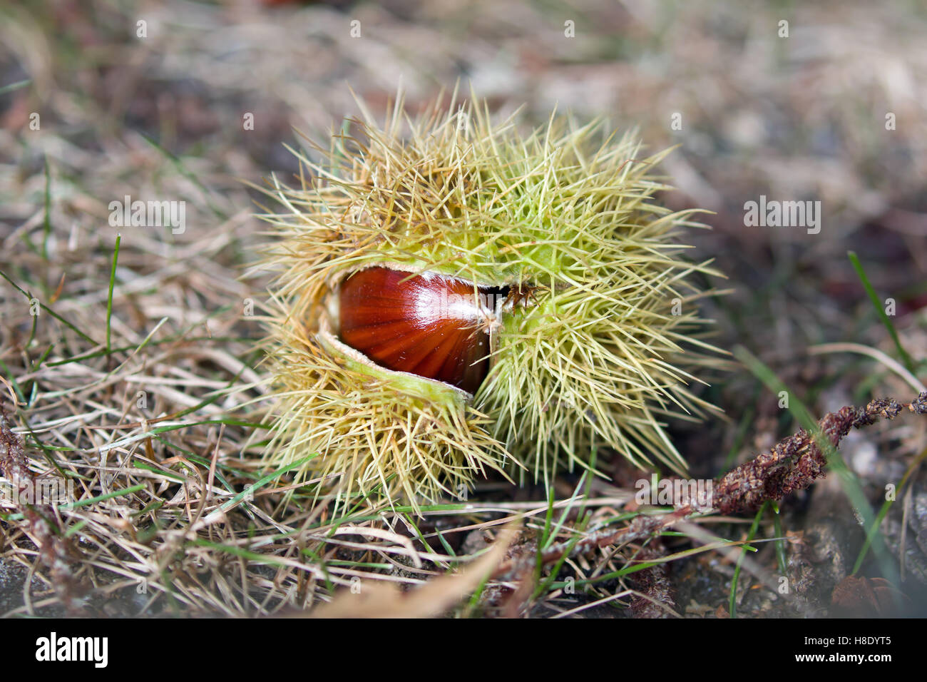 Spiky Nut High Resolution Stock Photography and Images - Alamy