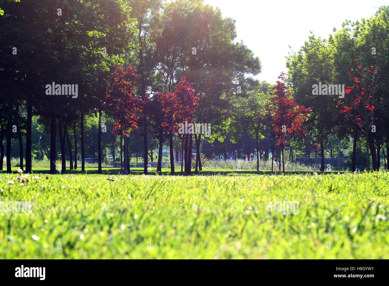 Ağaçlar ve çimen Stock Photo - Alamy