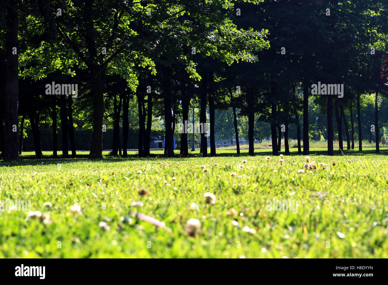 Ağaçlar ve çimen Stock Photo - Alamy