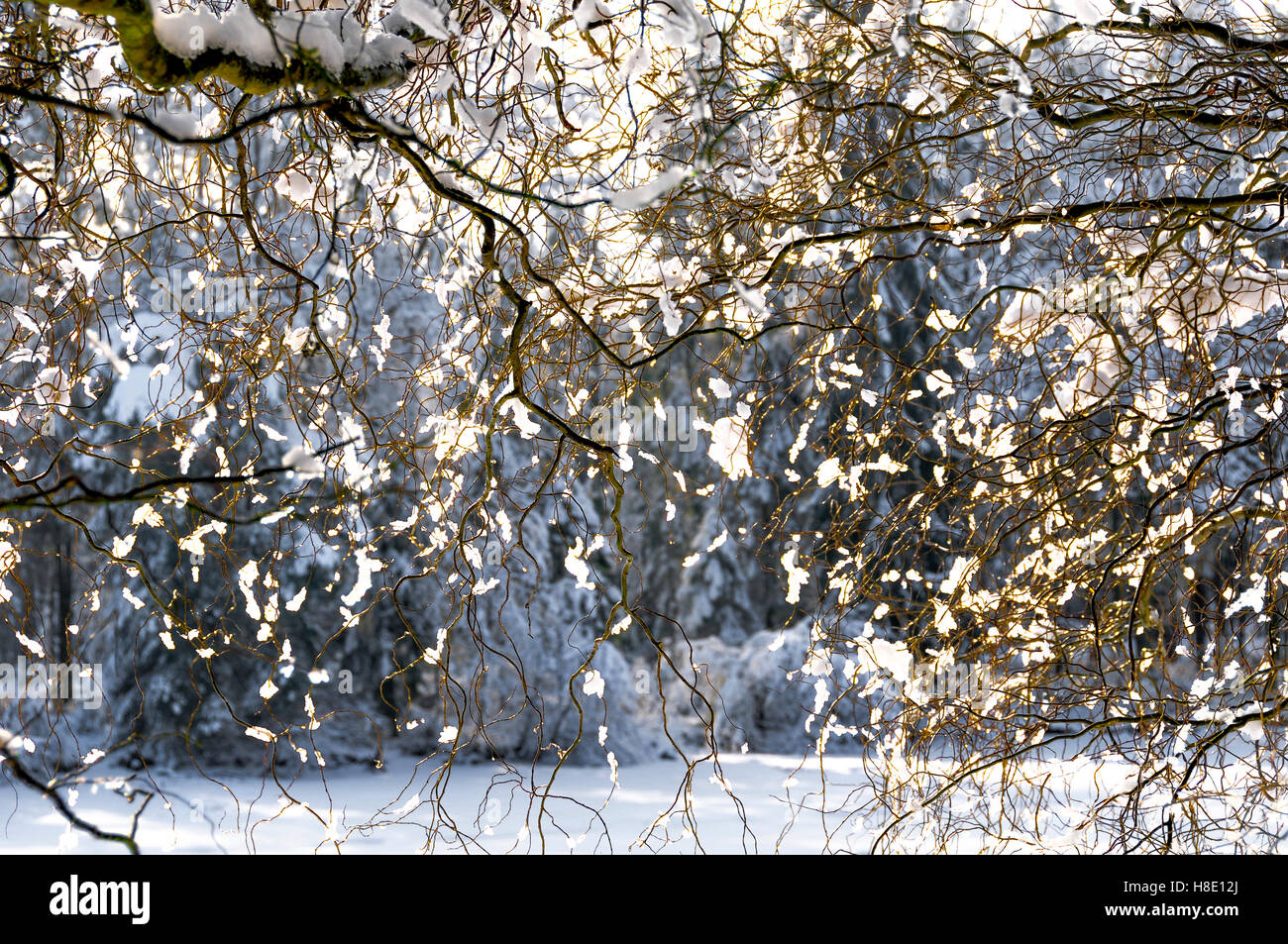 Twig tree hi-res stock photography and images - Alamy