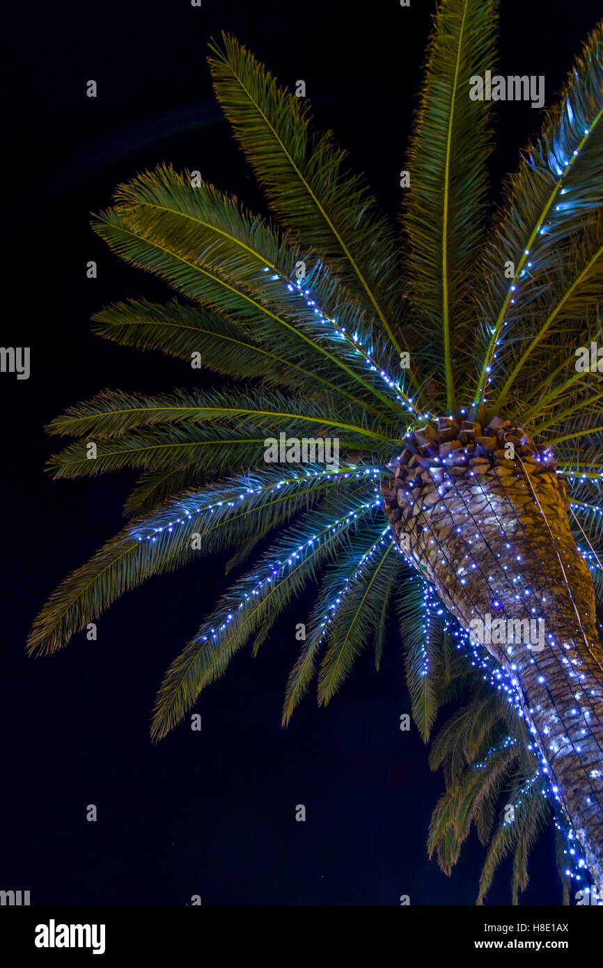 Palm tree night dark hi-res stock photography and images - Alamy