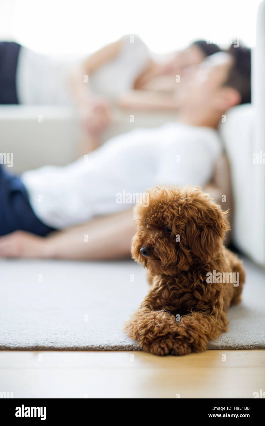 Side view cute poodle hi-res stock photography and images - Alamy