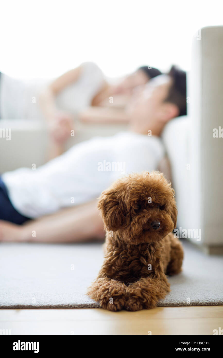 Side view cute poodle hi-res stock photography and images - Alamy