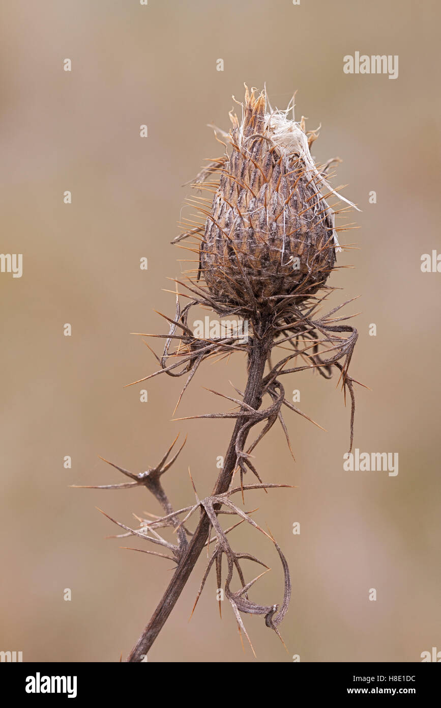 The woody and thorny spikes of a thistle flower wrap around its slender ...