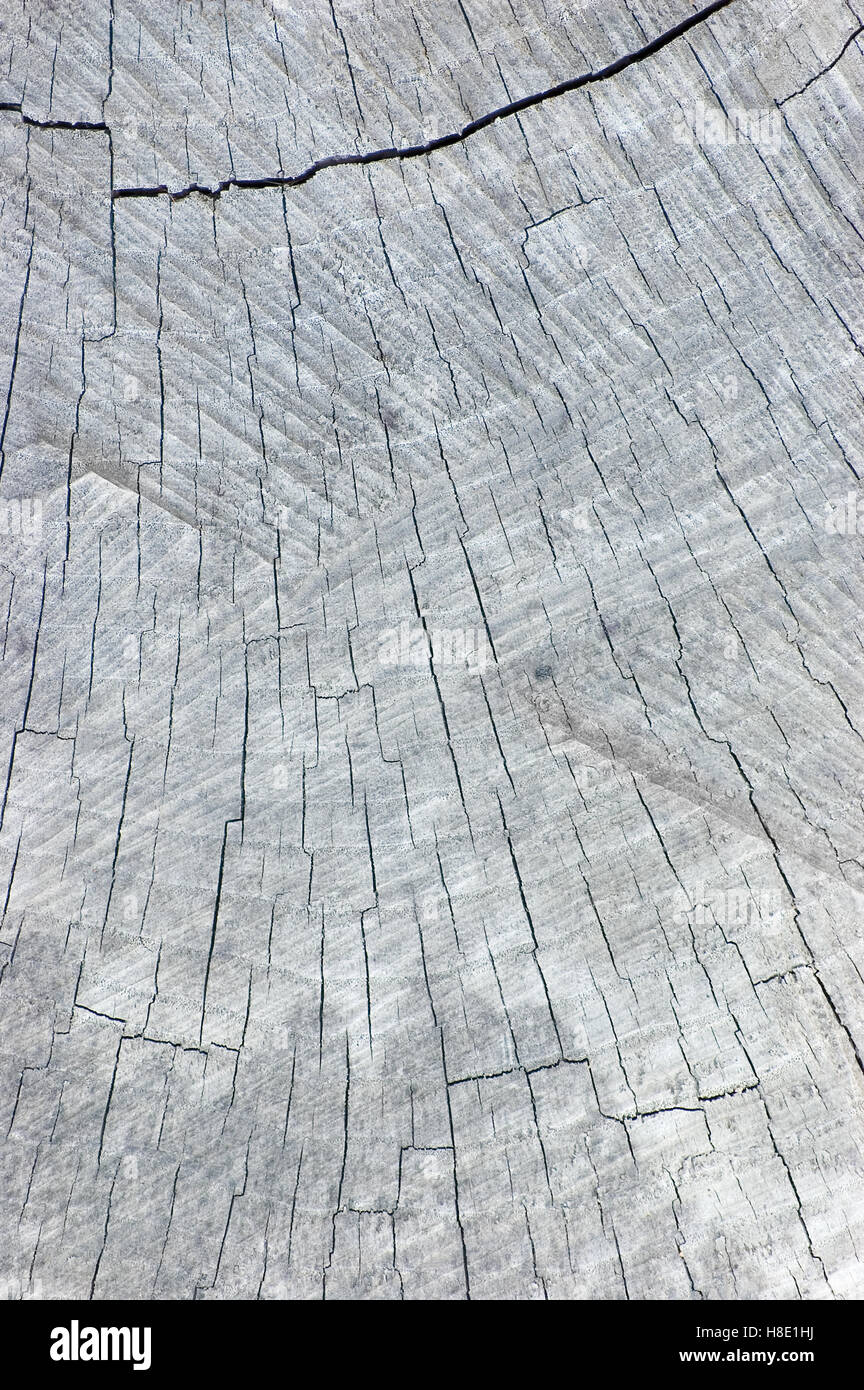 Natural Weathered Gray Tree Stump Cut Texture, Large Detailed Vertical ...