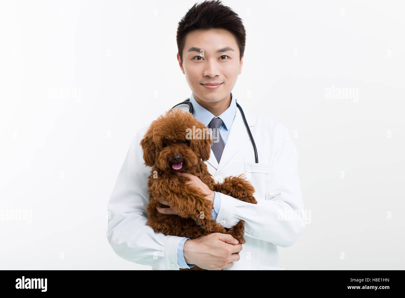 Chinese veterinarian and a cute poodle Stock Photo - Alamy