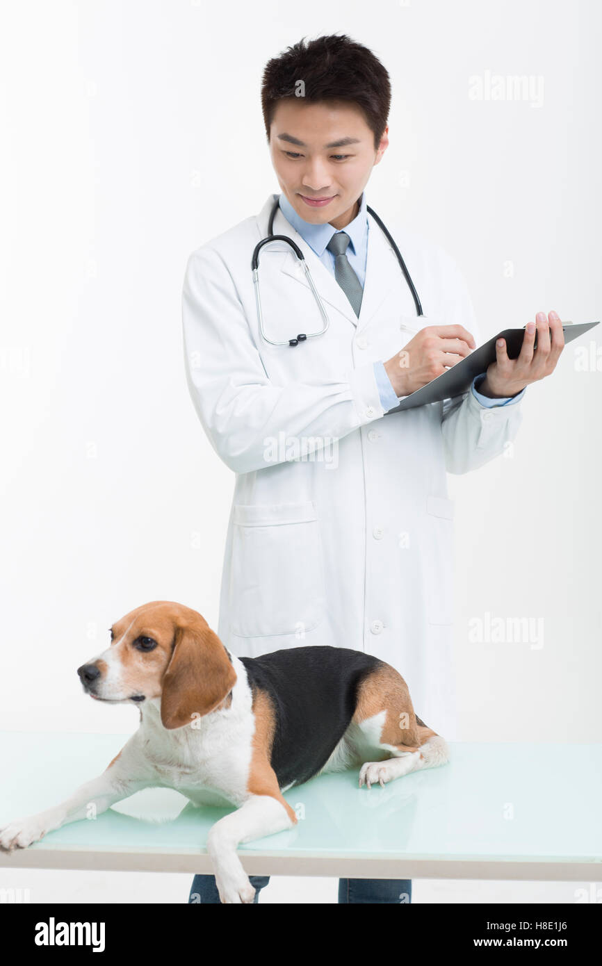 Chinese veterinarian examining a cute dog Stock Photo - Alamy