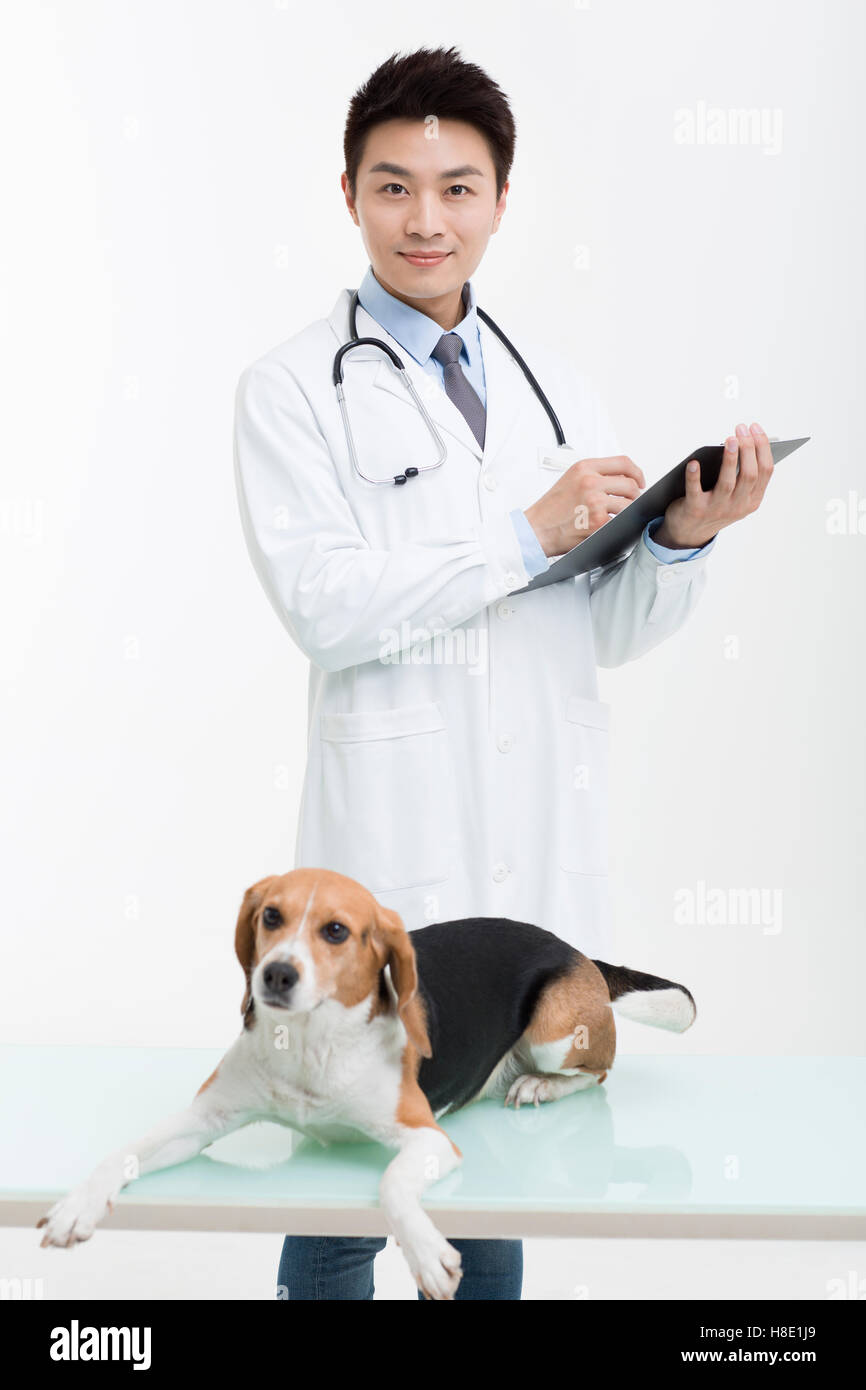 Chinese veterinarian examining a cute dog Stock Photo - Alamy