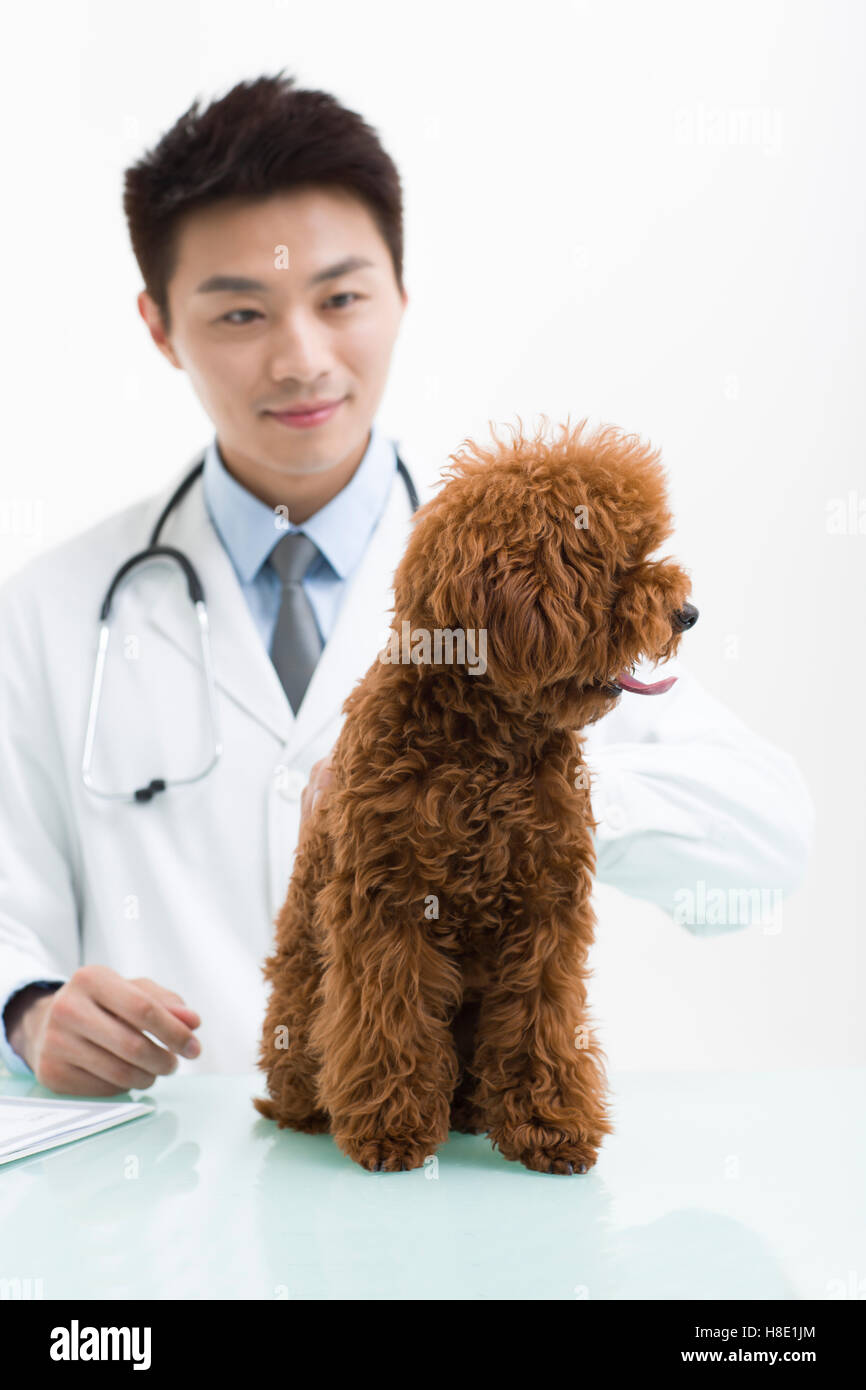 Chinese veterinarian examining a cute poodle Stock Photo - Alamy