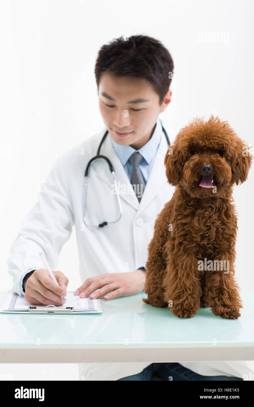 Chinese vet hi-res stock photography and images - Alamy