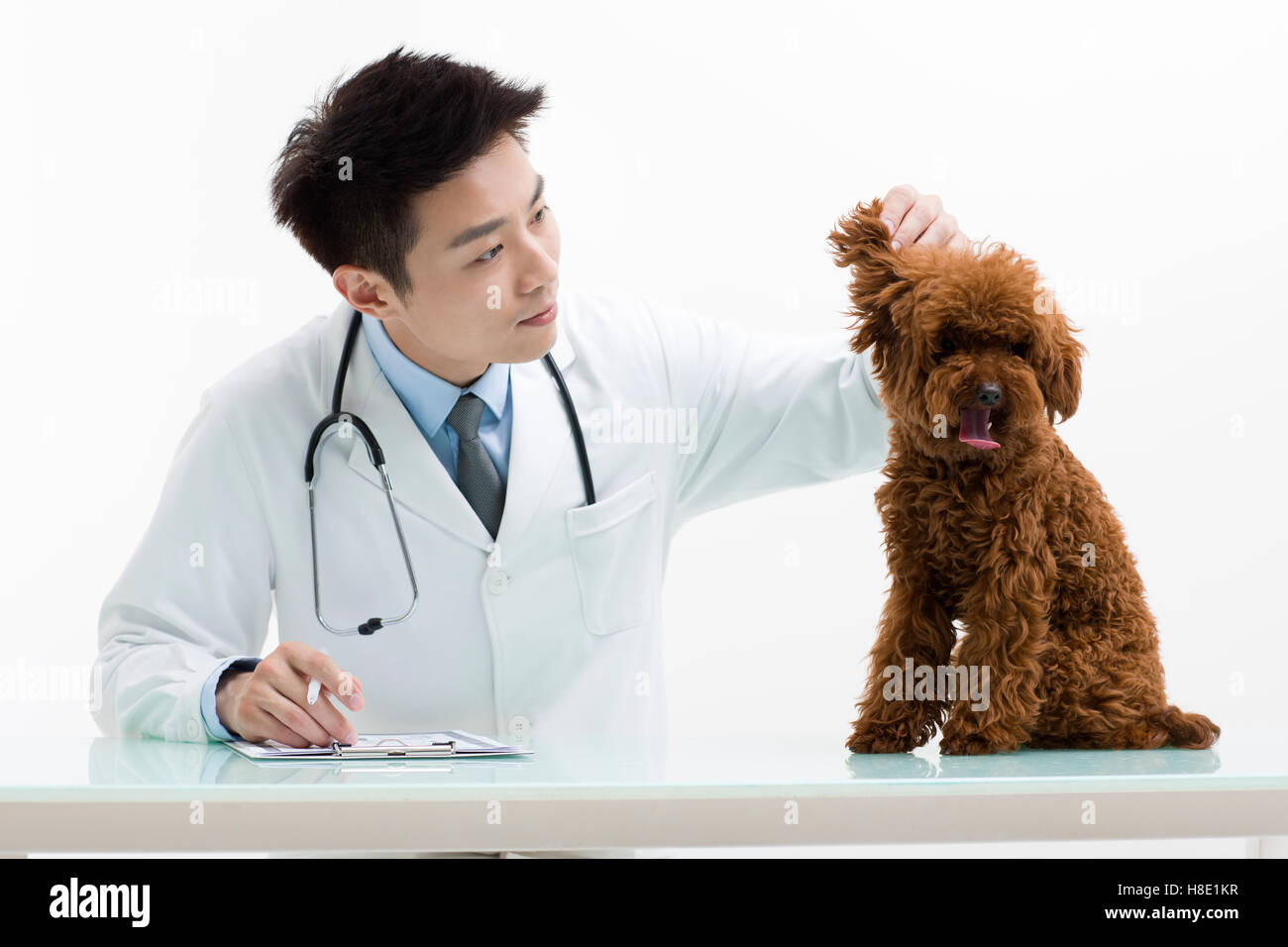 Chinese veterinarian examining a cute poodle Stock Photo - Alamy