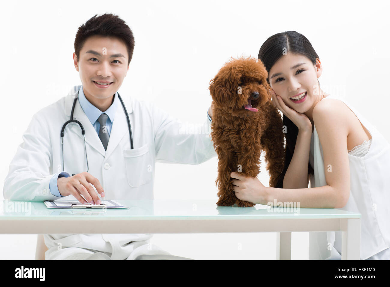 Chinese veterinarian examining a cute poodle Stock Photo - Alamy