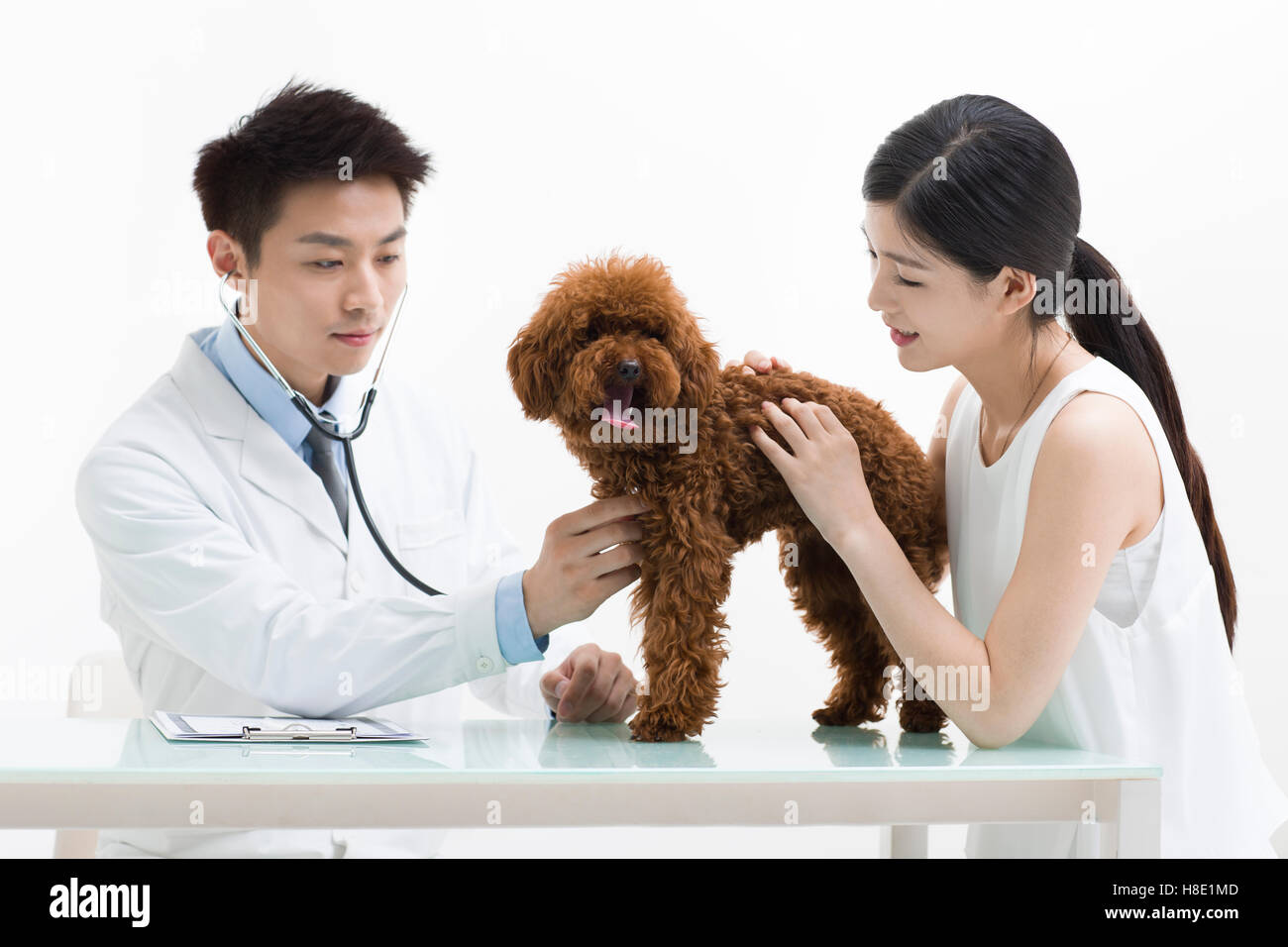 Chinese veterinarian examining a cute poodle Stock Photo - Alamy